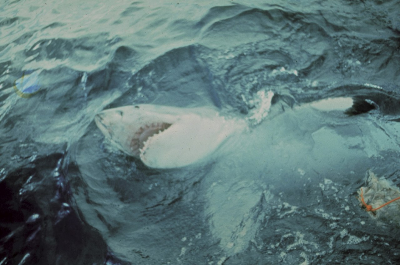 Der weiße Hai (Best of Cinema) | Cinestar