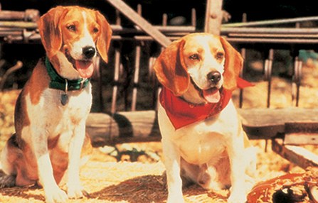 Rusty: A Dog's Tale | Cinestar